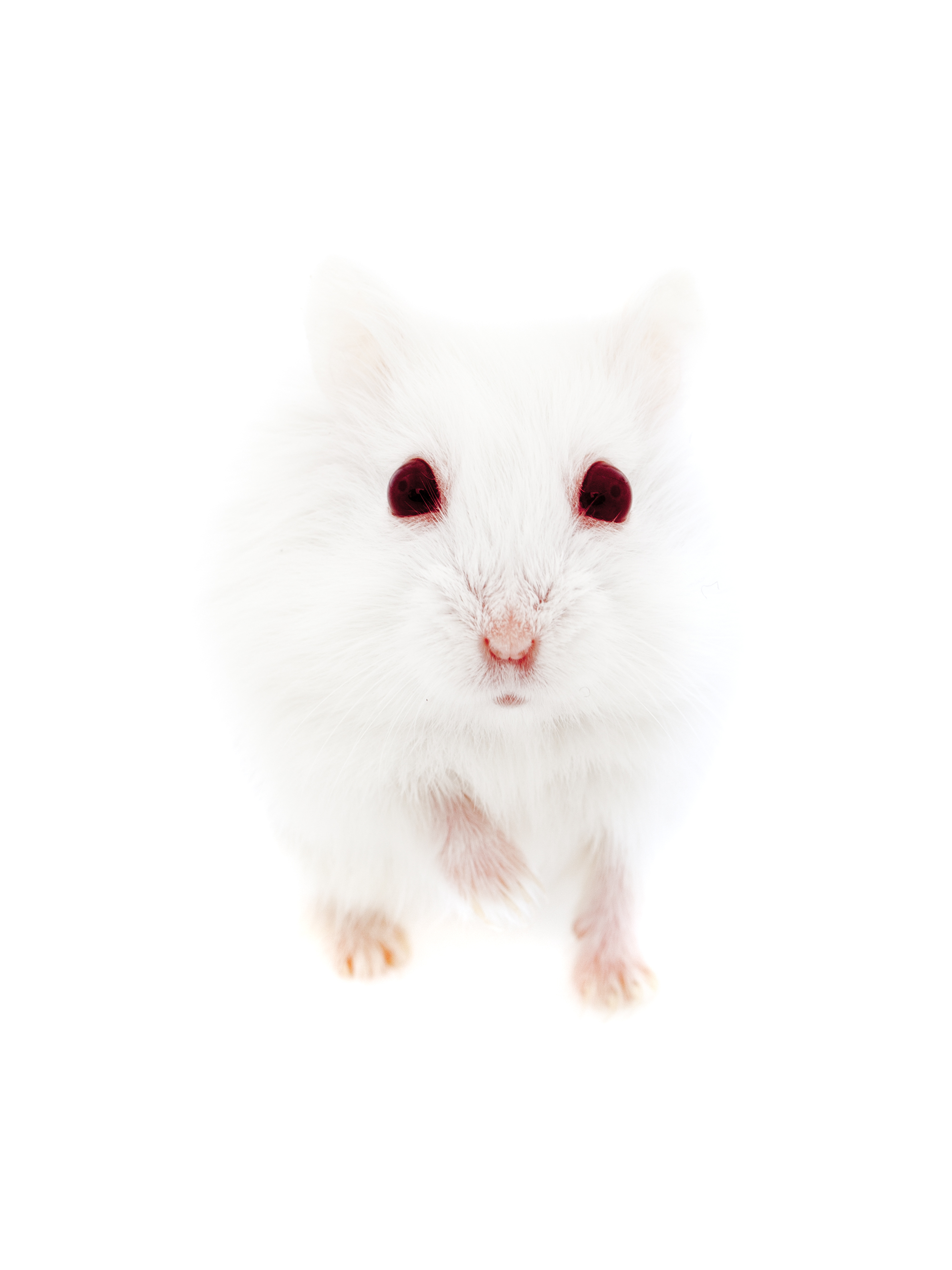 5. Working with Laboratory Animals (mice and rats) – HSE at K2